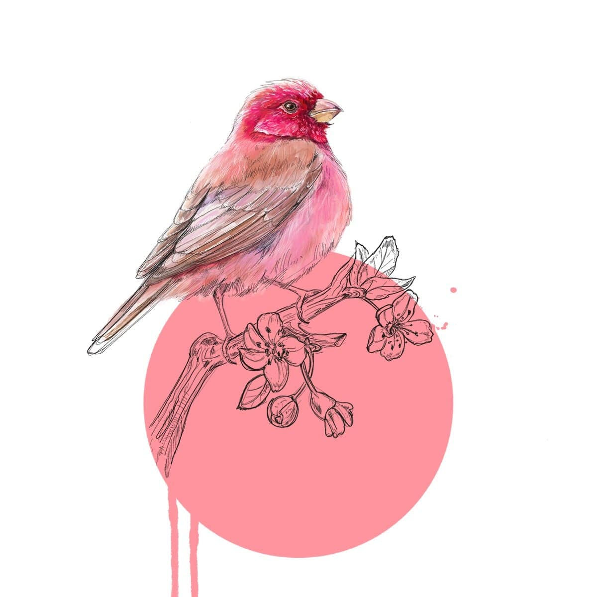 Rose Finch Giclée Art Print — diedododa